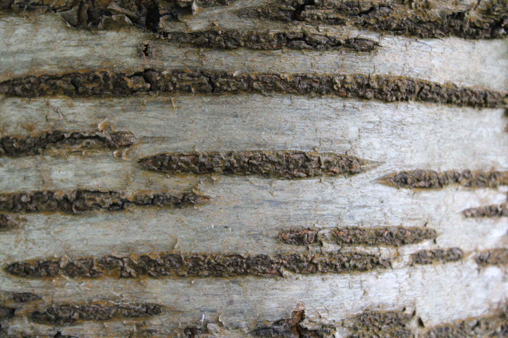 Knotty Cherry tree - von Rickenbach wood